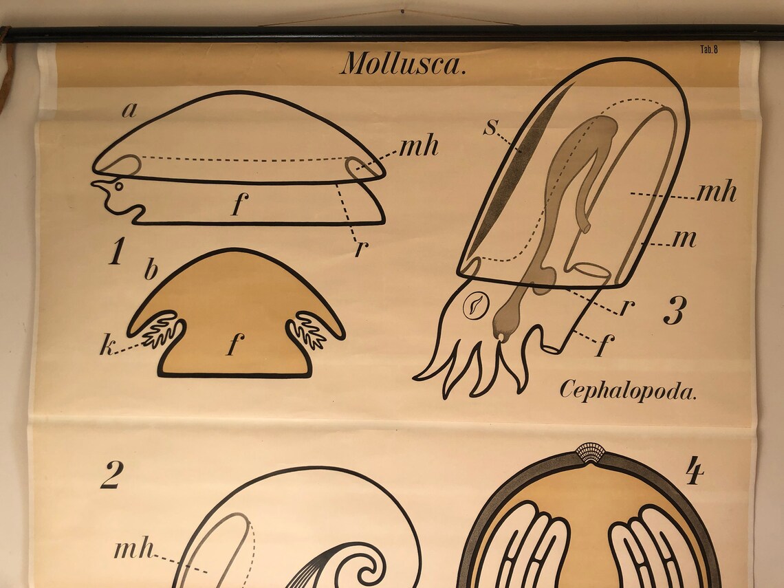 Rare Vintage MOLLUSCS School Wall Chart Lithograph PAUL - Etsy UK