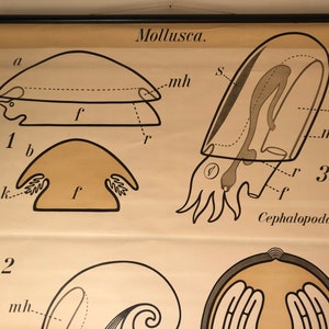 Rare Vintage MOLLUSCS School Wall Chart Lithograph PAUL PFURTSCHELLER ...