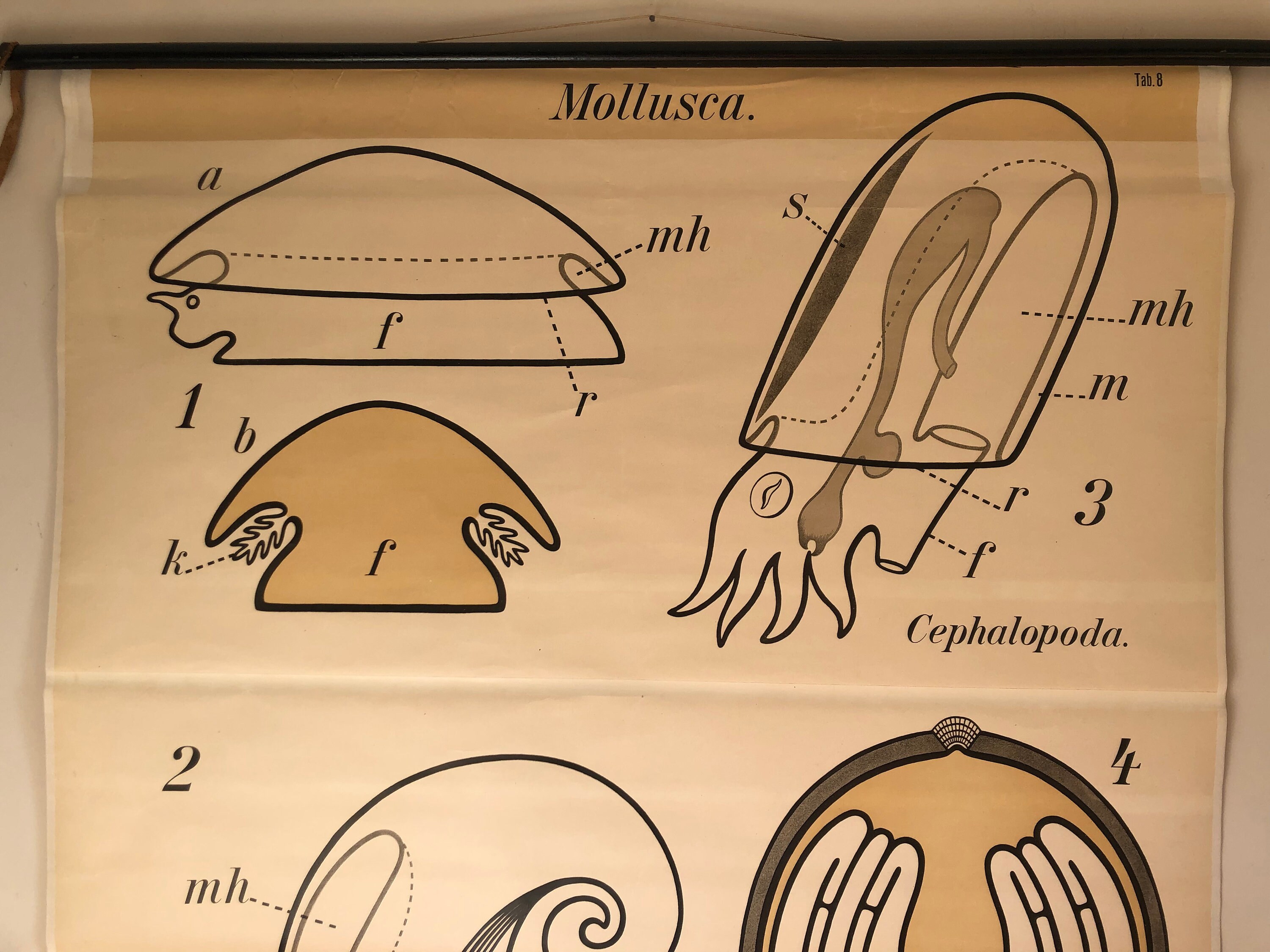 Rare Vintage MOLLUSCS School Wall Chart Lithograph PAUL PFURTSCHELLER ...