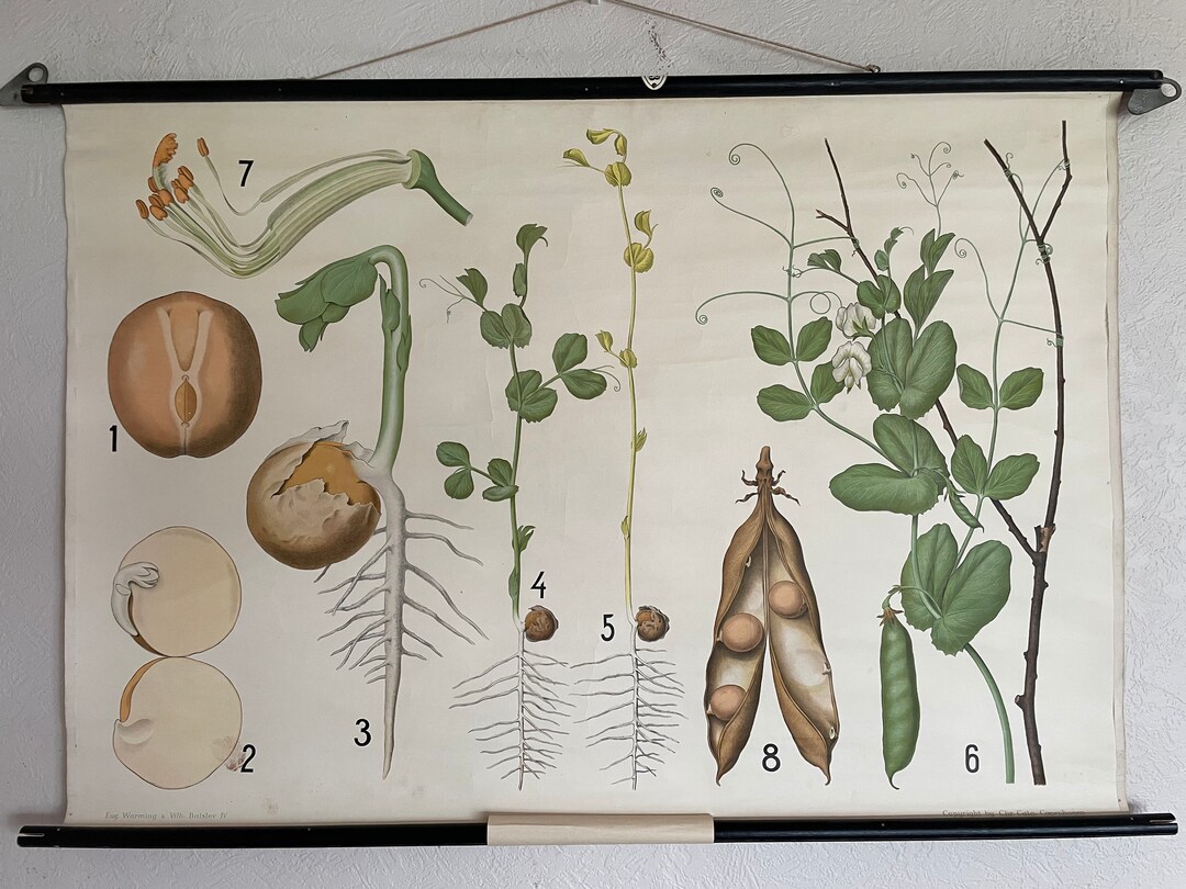Vintage PEA School Chart Danish Educational Wall Chart Lithograph ...