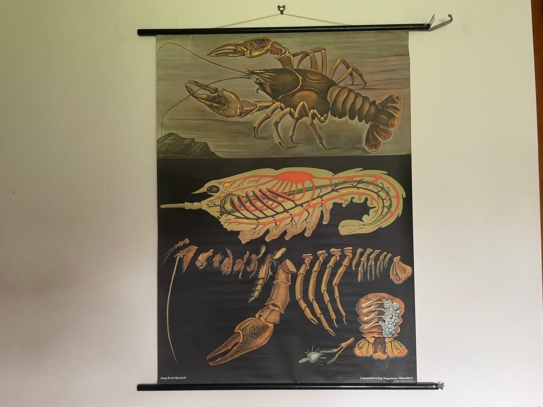 Vintage CRAYFISH CRAWFISH YABBIE School Chart Jung Koch Quentell ...