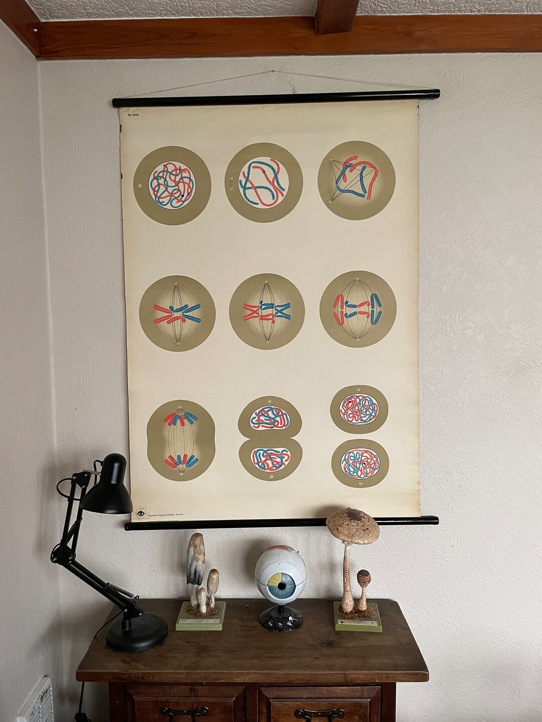 Vintage GENETICS School Chart CELL DIVISION Educational Chart Medical ...