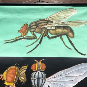 Vintage HOUSE FLY School Chart by Jung Koch Quentell Roll Down ...