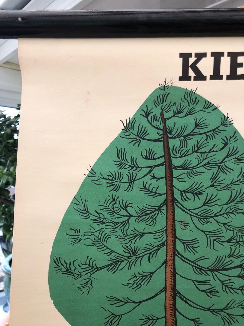 Vintage PINE TREE Roll Down School Chart BOTANICAL Educational | Etsy