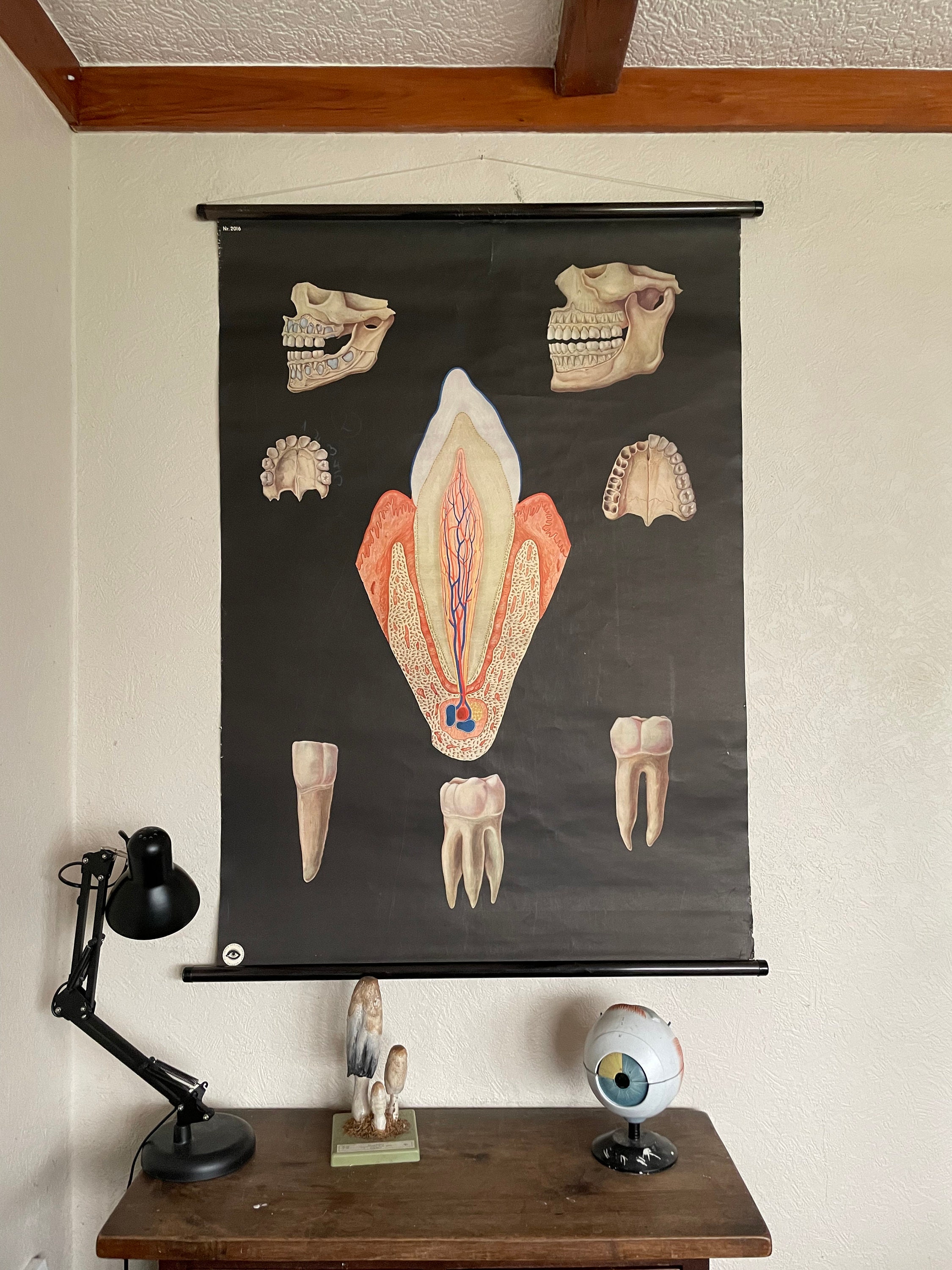 Vintage TEETH School Wall Chart Educational Medical Dental - Etsy