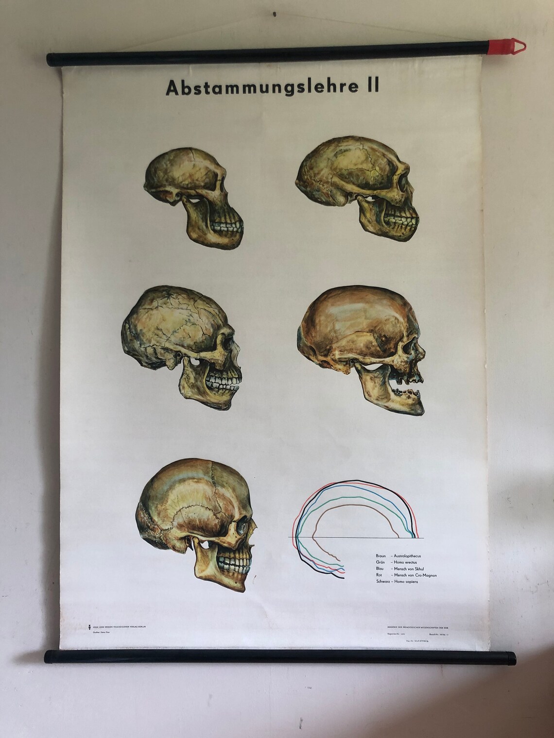 Vintage School Chart EVOLUTION of HUMAN SKULLS Poster Educational Chart ...
