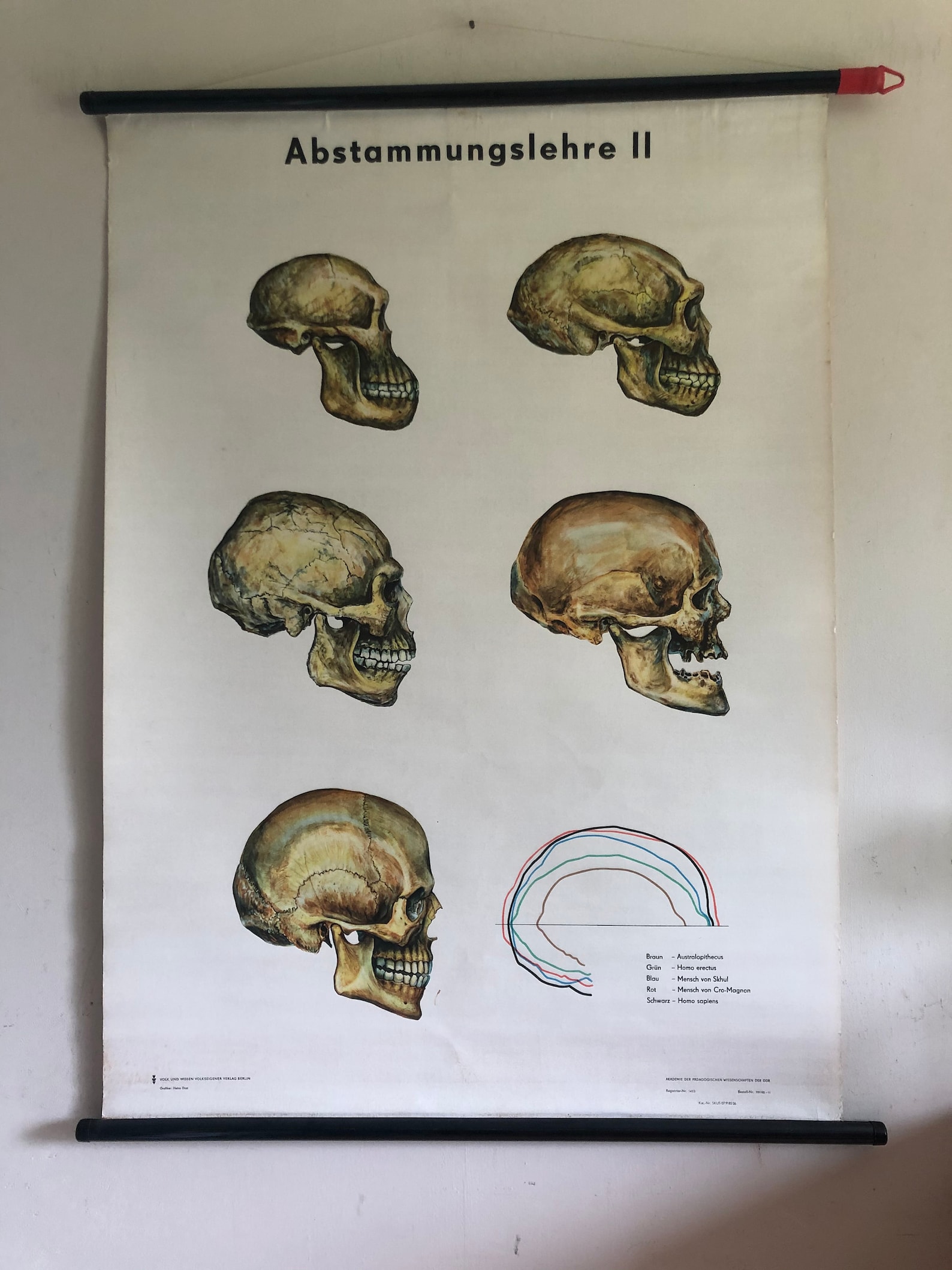 Vintage School Chart EVOLUTION of HUMAN SKULLS Poster - Etsy