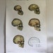 Vintage School Chart EVOLUTION of HUMAN SKULLS Poster Educational Chart ...