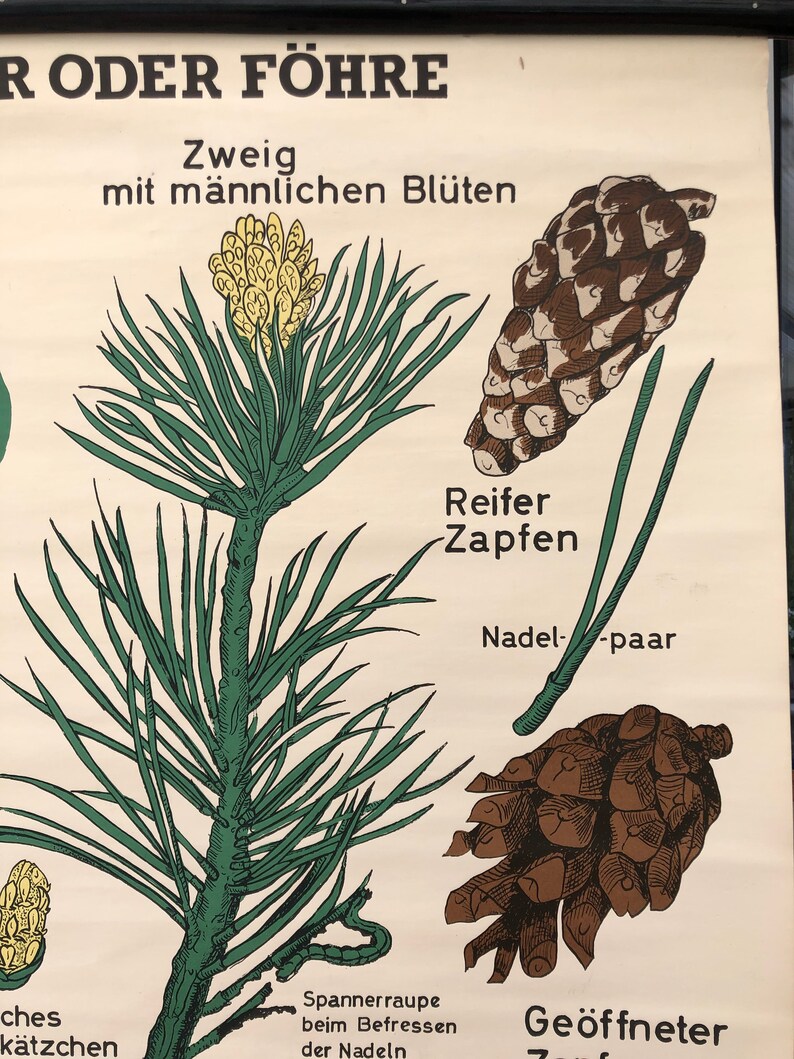 Vintage PINE TREE Roll Down School Chart BOTANICAL Educational | Etsy