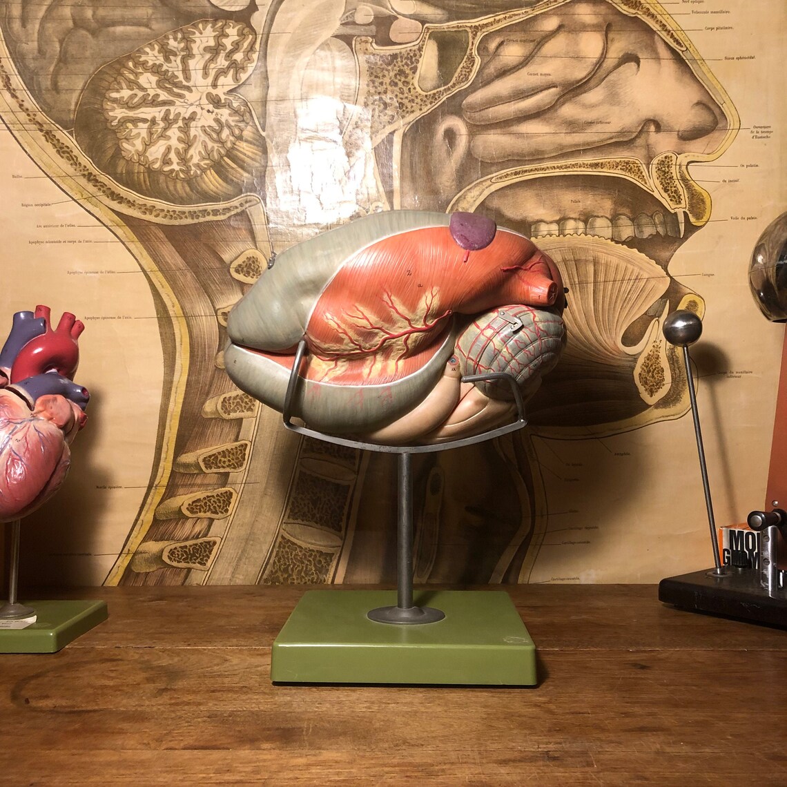 Vintage Somso RUMINANT STOMACH of the COW Educational Model - Etsy