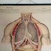 Vintage INTERNAL ORGANS Half Body ANATOMY Medical School Chart Roll ...