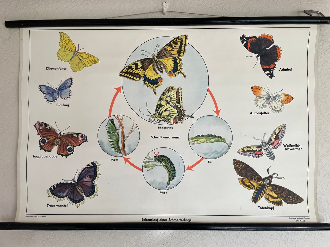Vintage School Charts of BUTTERFLIES & MOTHS Educational Roll Down ...