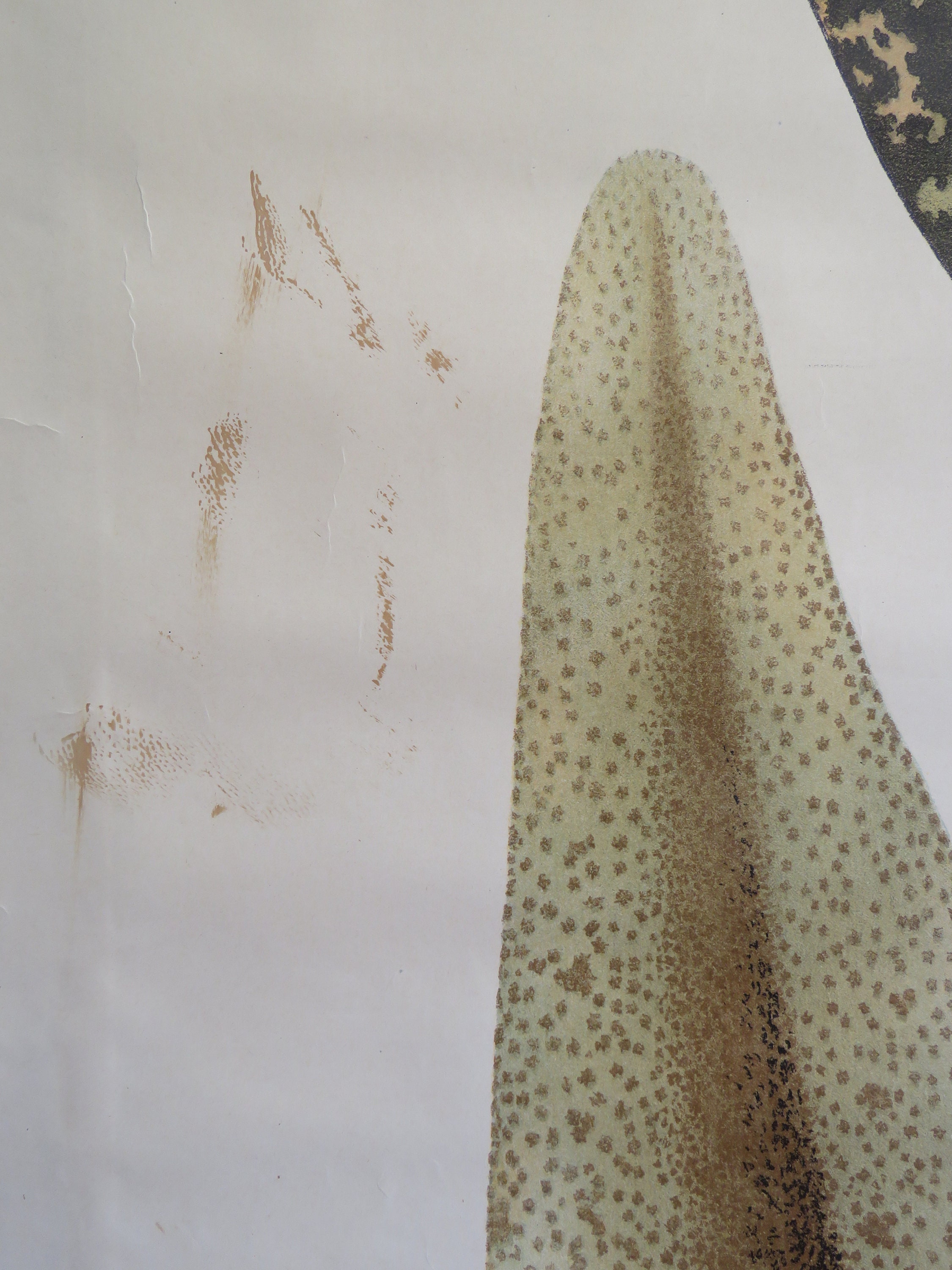 Rare Vintage Educational Wall Chart of TADPOLE FROG by Paul | Etsy UK