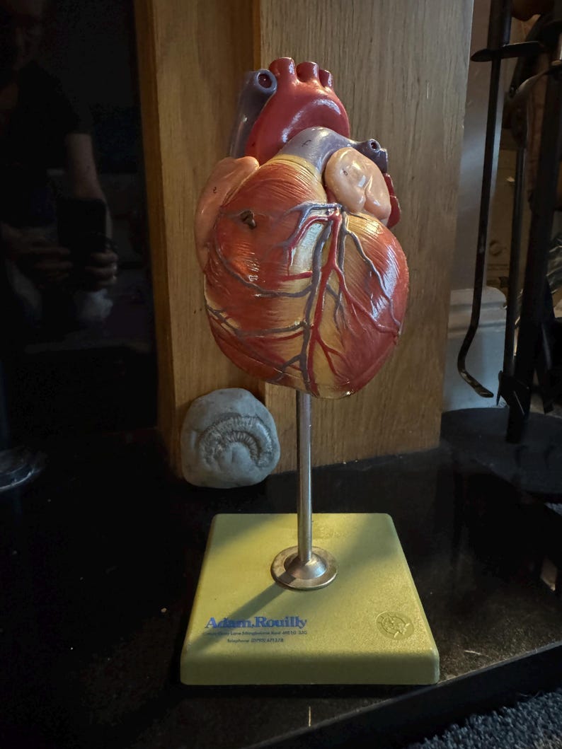 Vintage Somso Human Heart Anatomy Model: Educational Medical Display ...