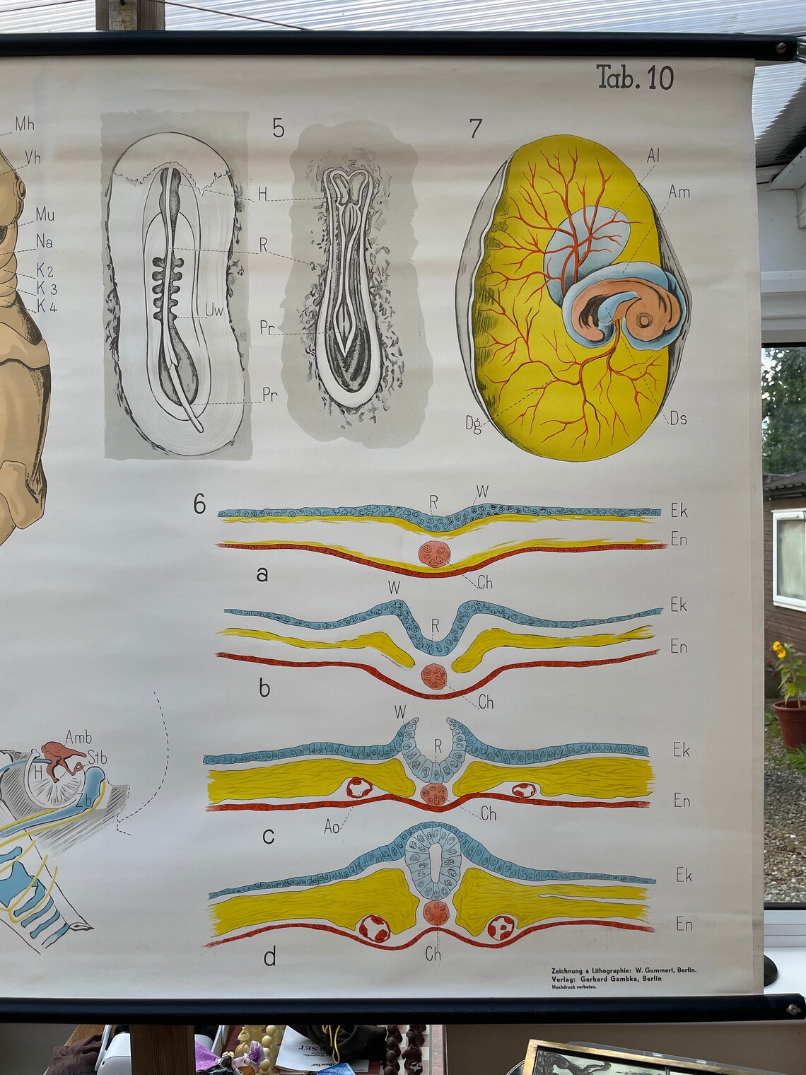 Vintage School Chart Embryology Table 10 ORGAN FORMATION in - Etsy