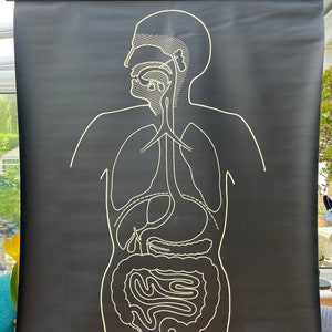 Vintage Roll Down School Chart of HUMAN INTERNAL ORGANS on Pvc Anatomy ...