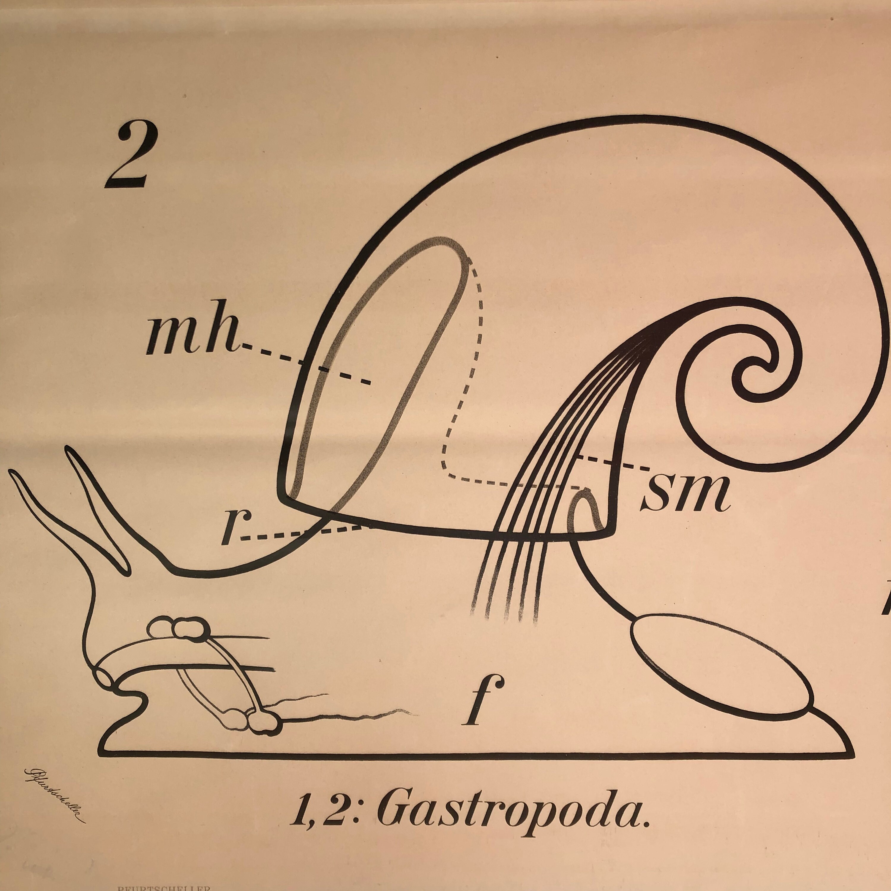 Rare Vintage MOLLUSCS School Wall Chart Lithograph PAUL PFURTSCHELLER ...