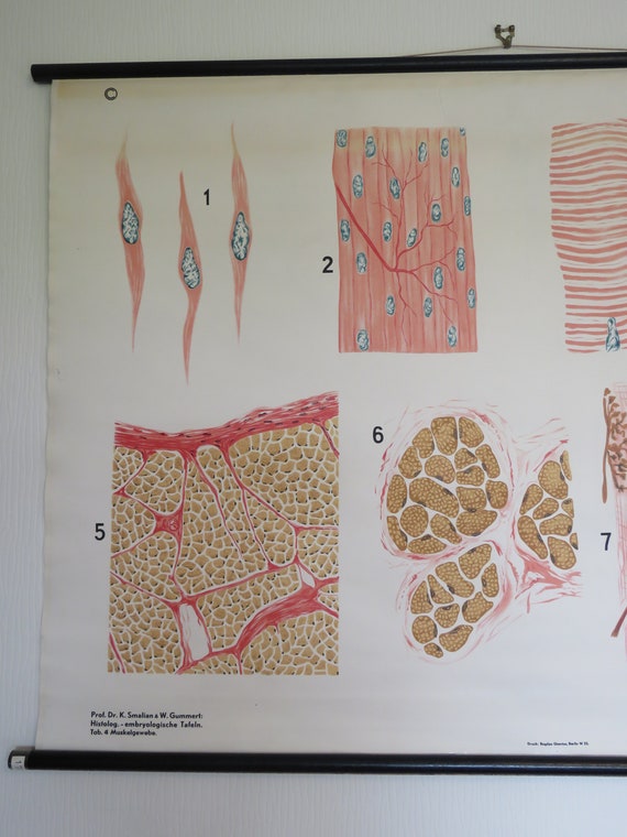 Muscle Tissue Chart
