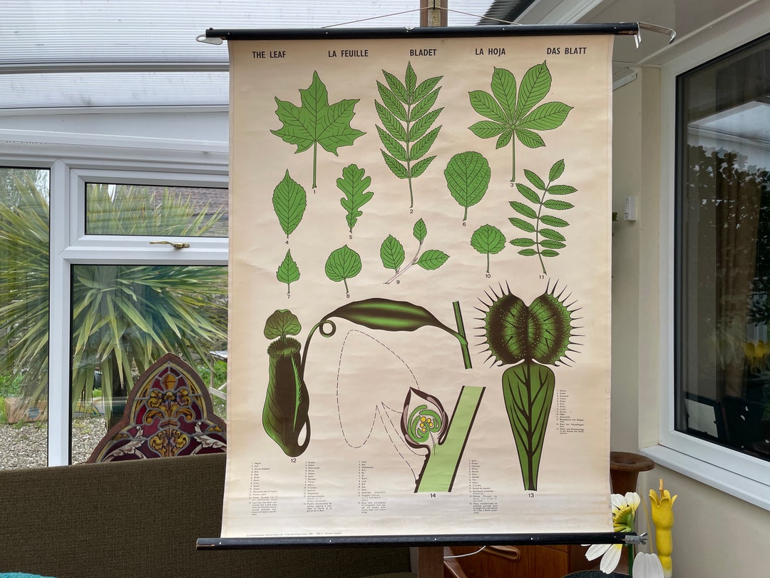 Vintage LEAF TYPES Roll Down School Chart BOTANICAL Educational Poster ...