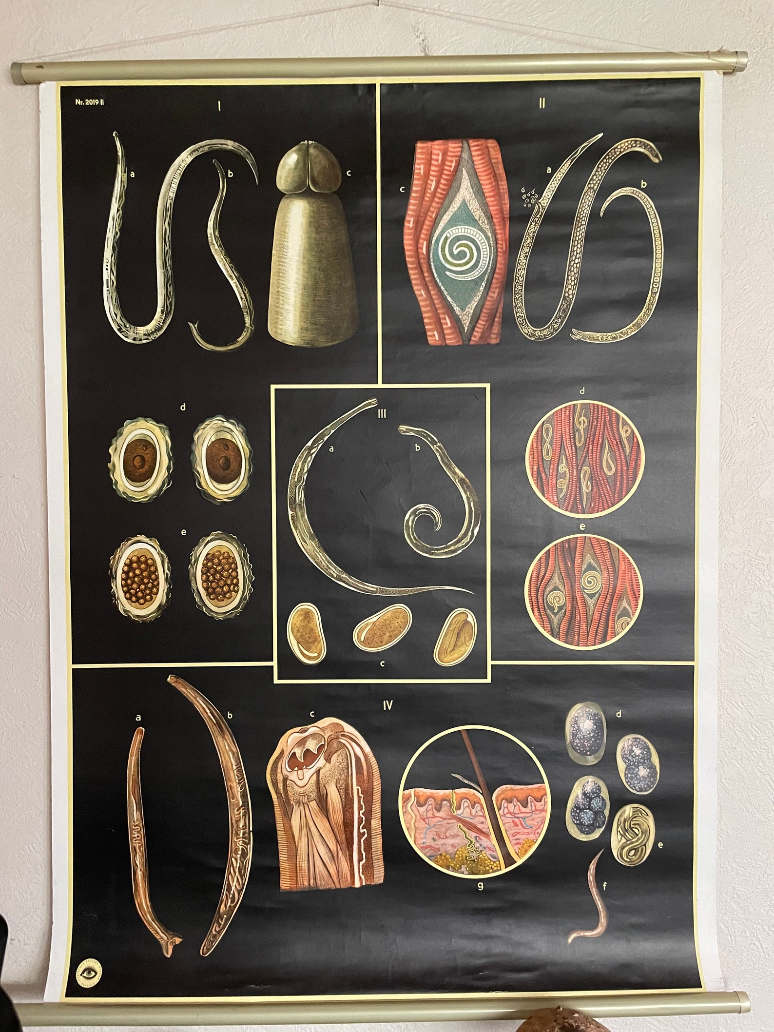 Vintage GUT PARASITES Roll Down Educational School Chart Wall Chart ...