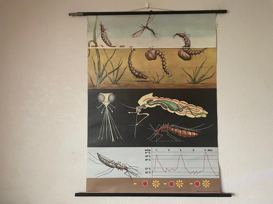 Vintage MOSQUITO School Chart Jung Koch Quentell Educational Poster ...