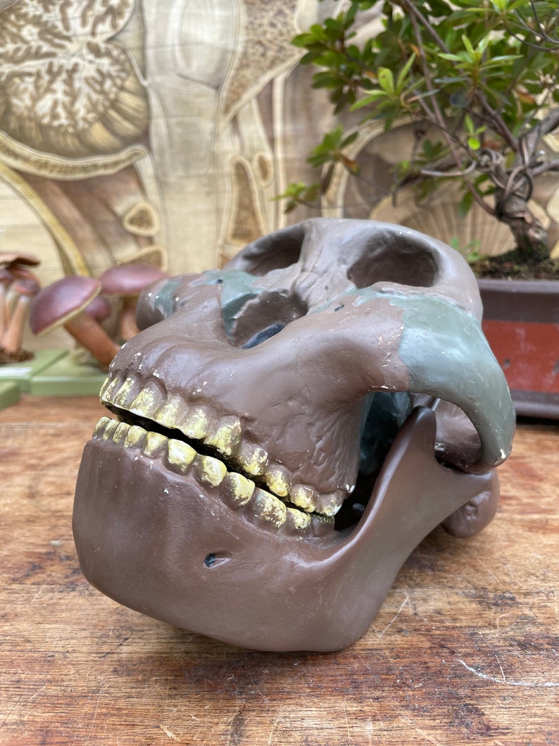 Vintage Somso PARANTHROPUS BOISEI SKULL Model Educational - Etsy