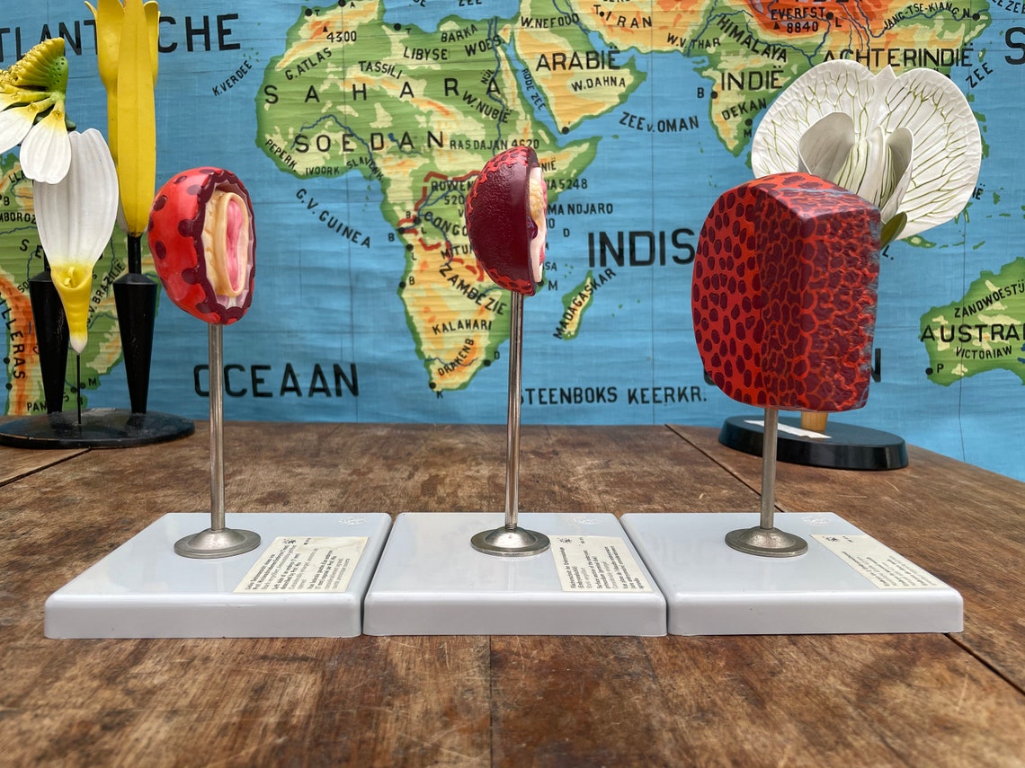 3 Vintage SOMSO Models of EMBRYO DEVELOPMENT in Pregnancy - Etsy UK