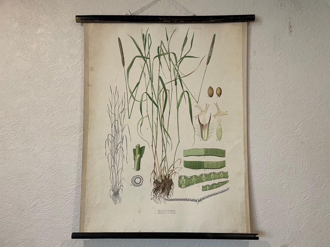 Vintage Botanical Wall Chart of PERENNIAL GRASS 1947 Card Wild Flowers ...