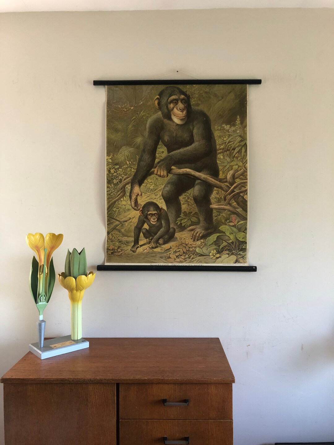 Vintage CHIMPANZEE School Chart Roll Down Poster Educational Wall Chart ...