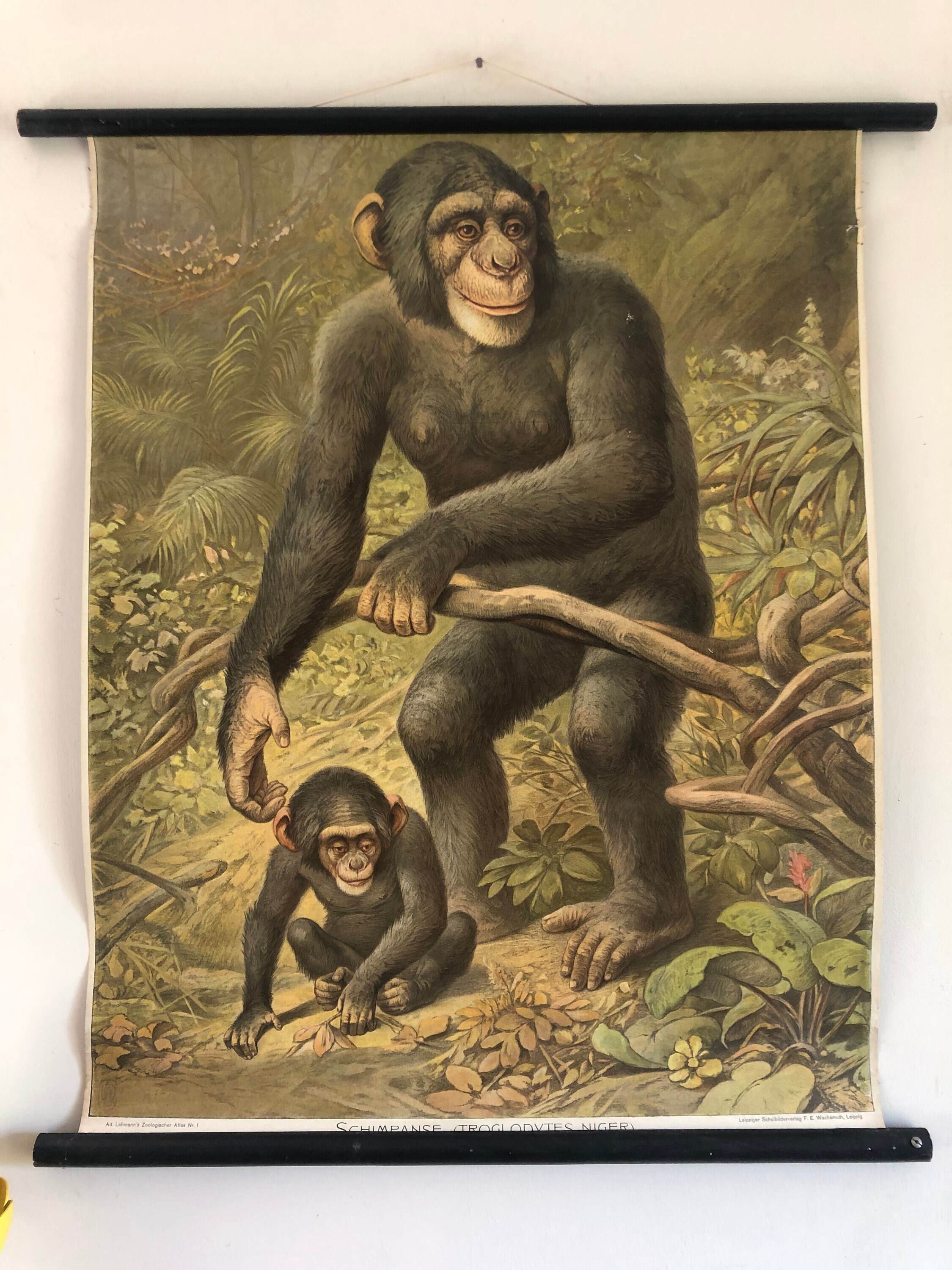 Vintage CHIMPANZEE School Chart Roll Down Poster Educational | Etsy