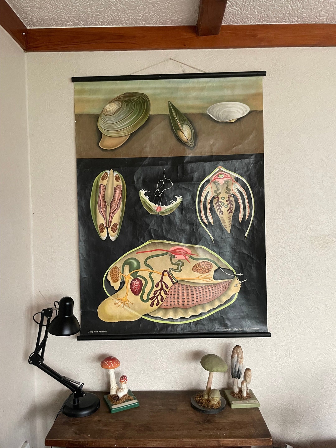 Vintage FRESH WATER MUSSEL School Chart Jung Koch Quentell Educational ...