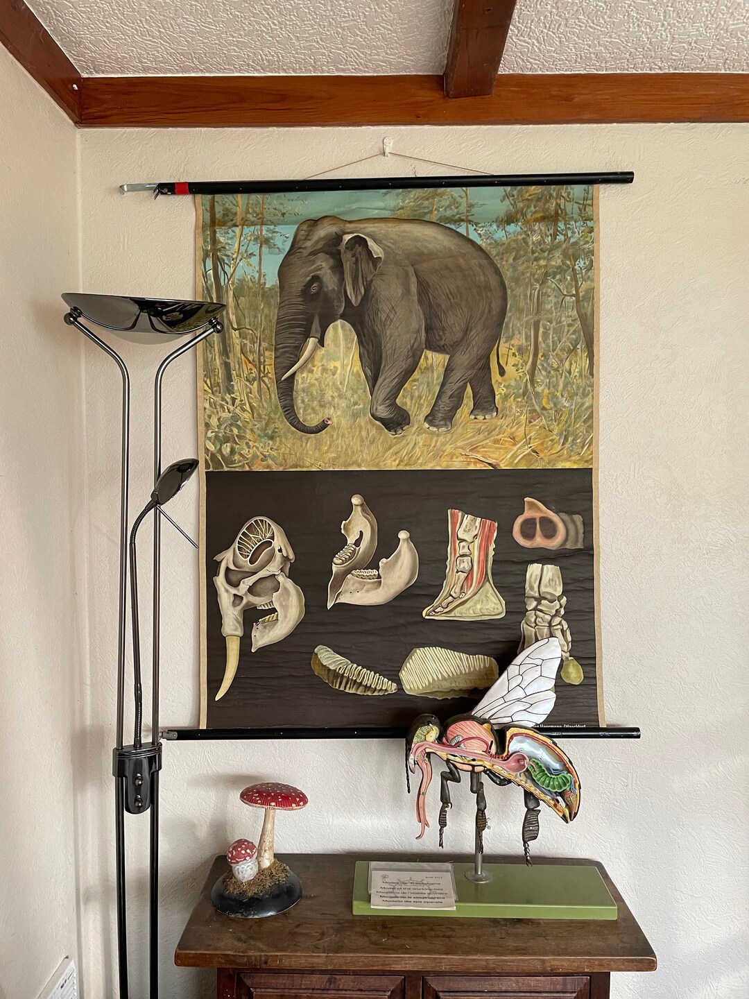 Rare Vintage ELEPHANT School Chart by Jung Koch Quentell Educational ...