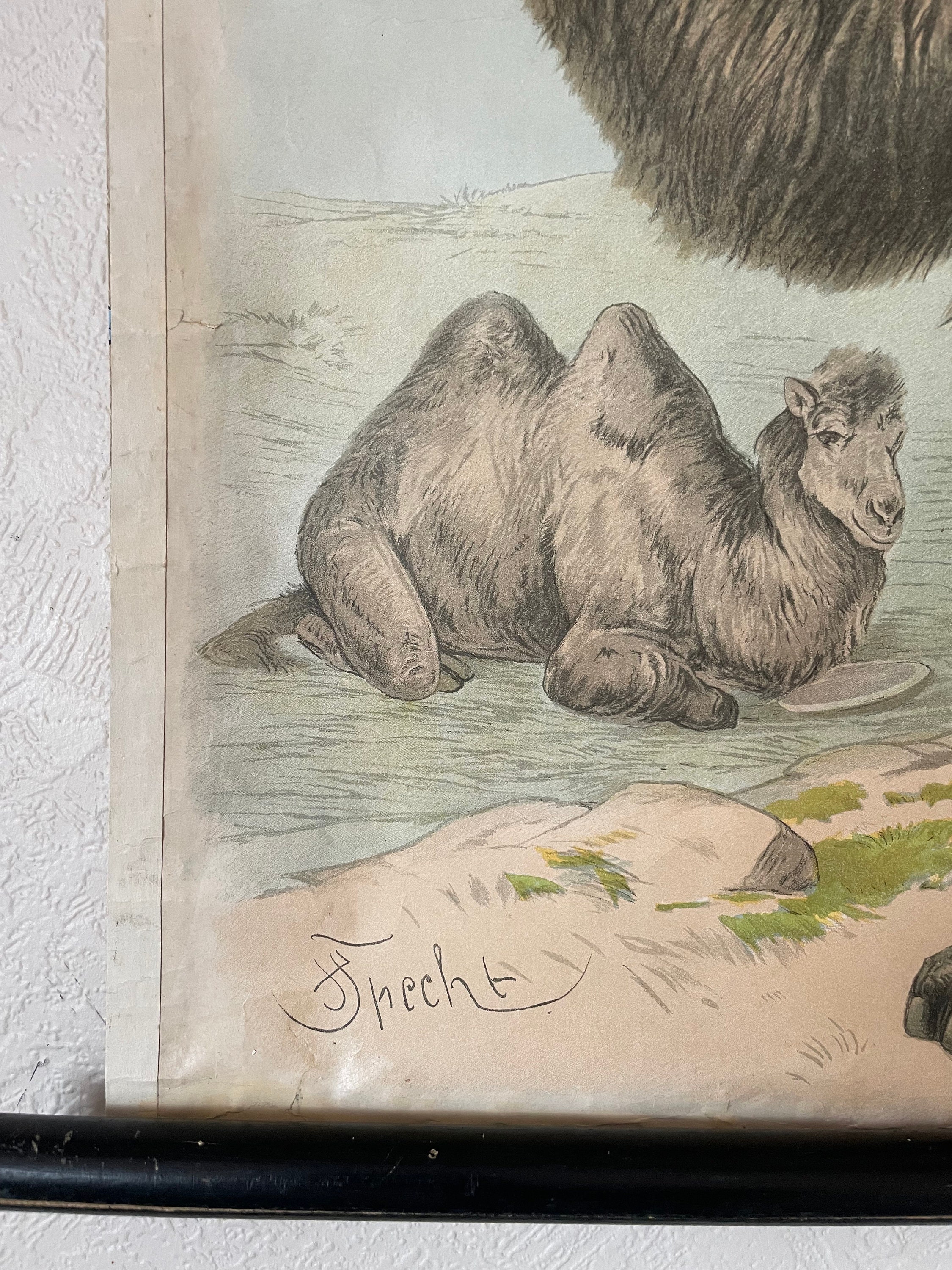 Vintage School Chart of a BACTRIAN CAMEL on Paper - Etsy