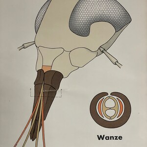 Vintage INSECT MOUTHPARTS School Chart Roll Down Educational Wall Chart ...