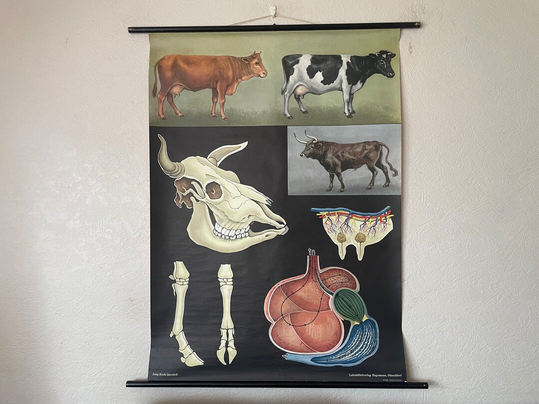 Vintage COW School Chart by Jung Koch Quentell Domestic Cattle ...
