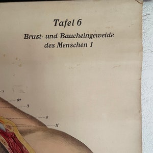 Vintage INTERNAL ORGANS Half Body ANATOMY Medical School Chart Roll ...