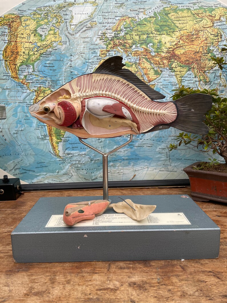 Rare Vintage SOMSO CARP FISH Anatomical Educational Model 1950's ...