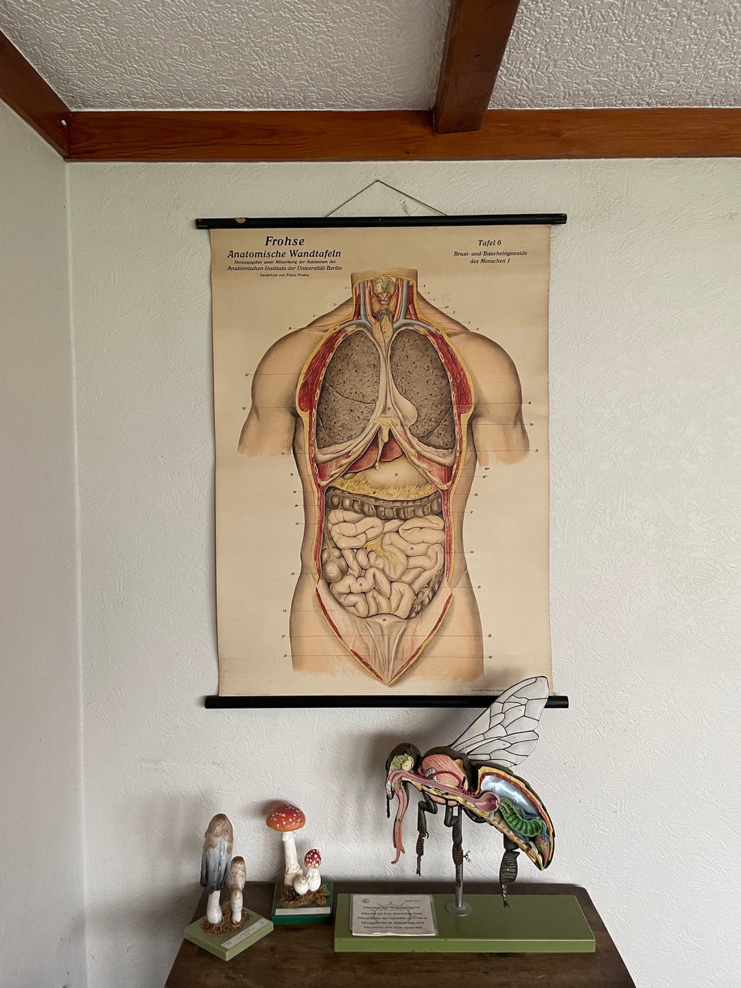 Vintage INTERNAL ORGANS Half Body ANATOMY Medical School Chart Roll ...