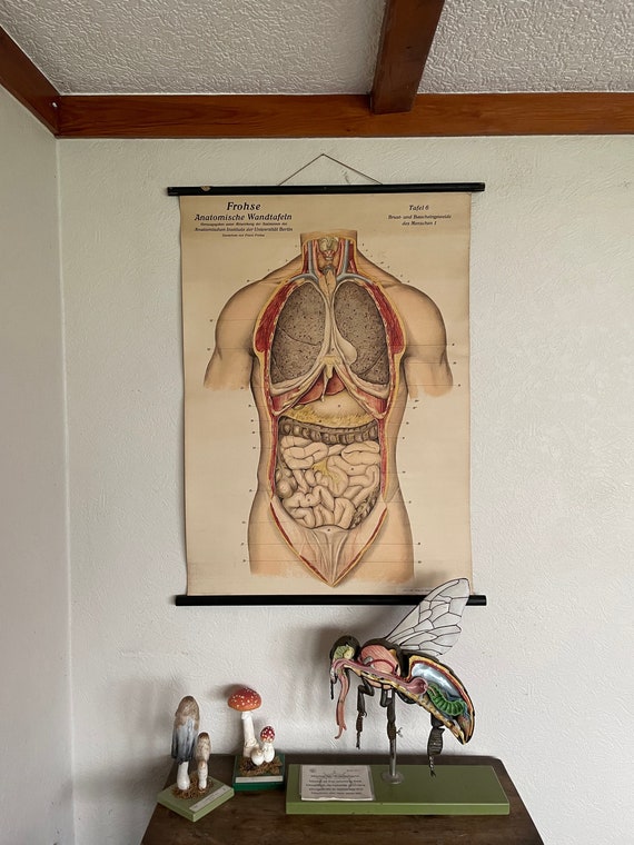Vintage INTERNAL ORGANS Half Body ANATOMY Medical School Chart - Etsy