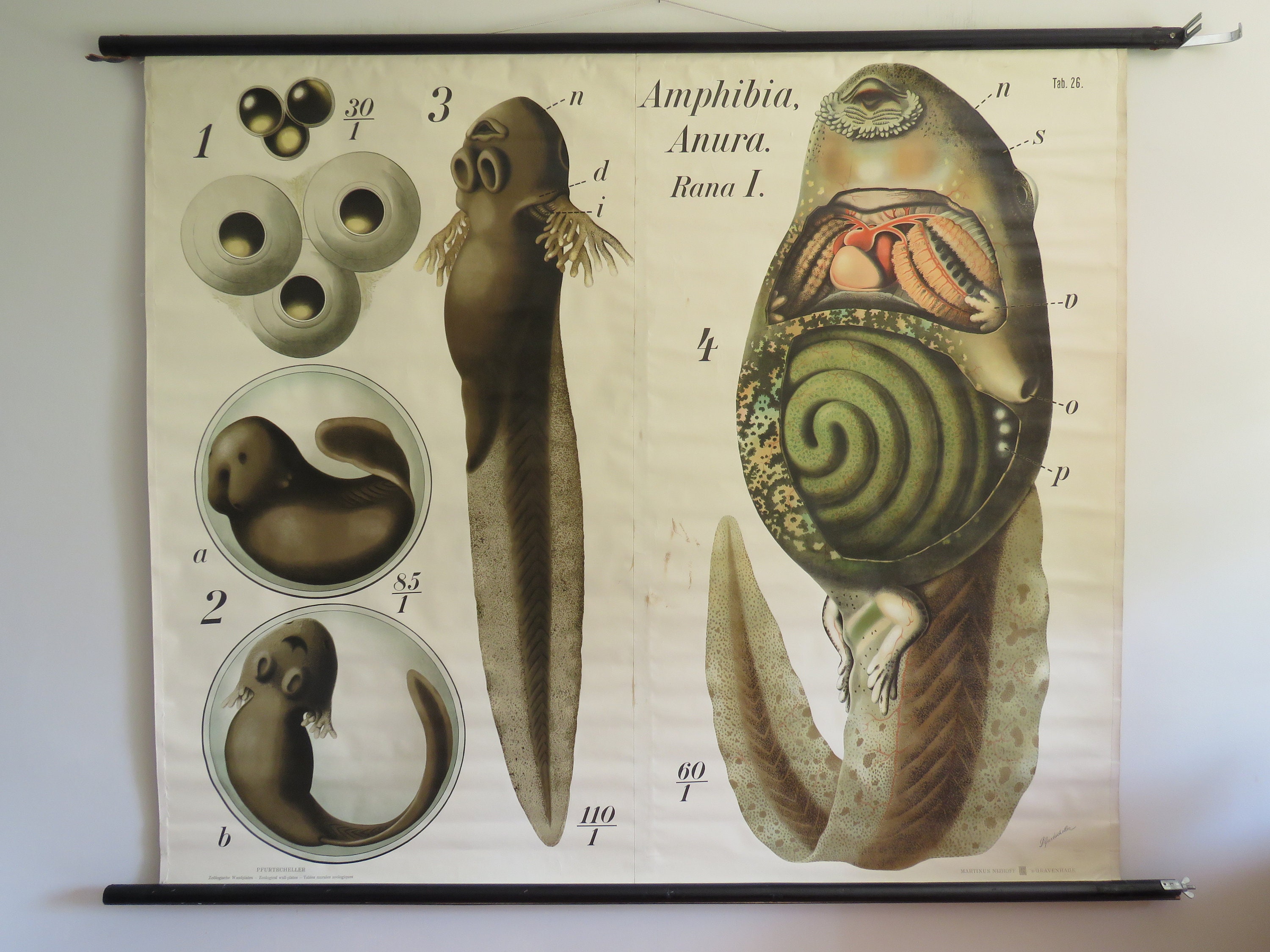 Rare Vintage Educational Wall Chart of TADPOLE FROG by Paul | Etsy UK