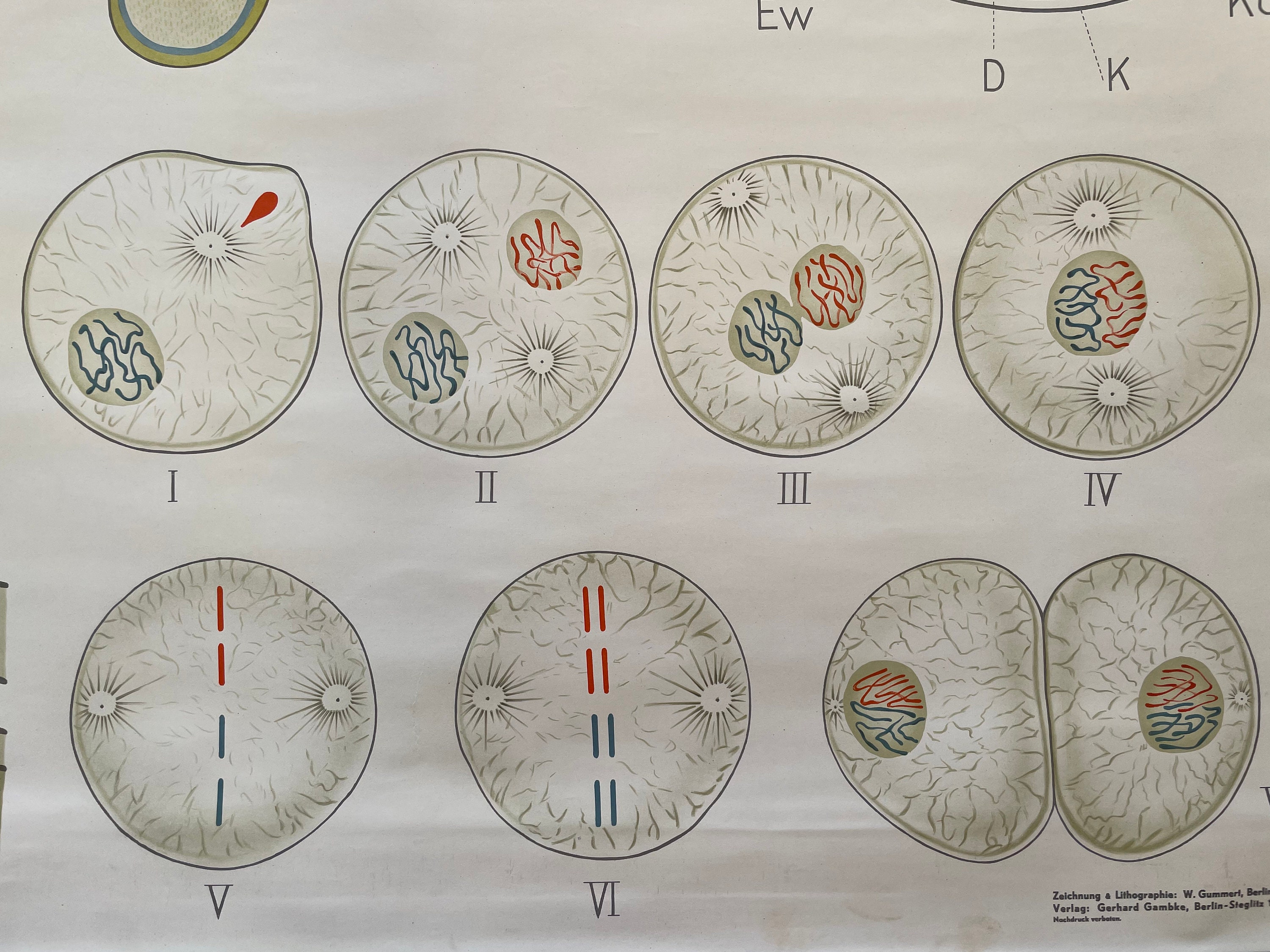 Vintage School Chart of CELL DIVISION Embryology & Fertilisation ...