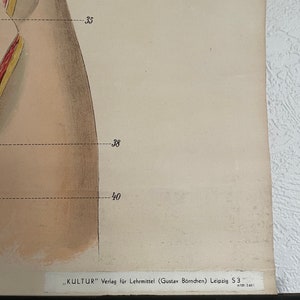 Vintage INTERNAL ORGANS Half Body ANATOMY Medical School Chart Roll ...