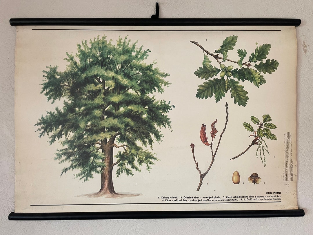 Vintage OAK TREE Botanical School Chart Botany Roll Down Linen Poster ...