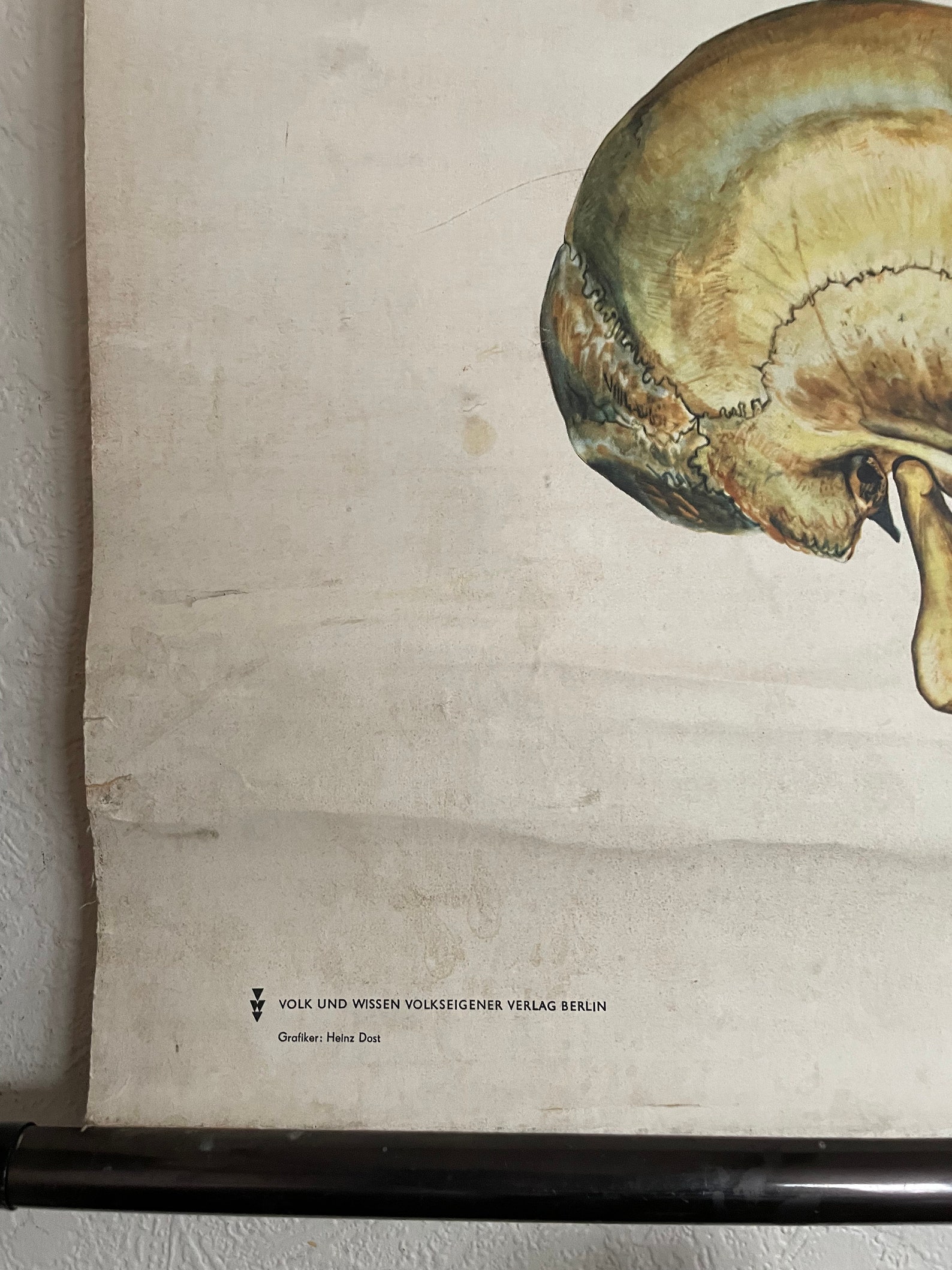 Vintage School Chart EVOLUTION of HUMAN SKULLS Poster Educational Chart ...