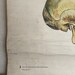 Vintage School Chart EVOLUTION of HUMAN SKULLS Poster Educational Chart ...