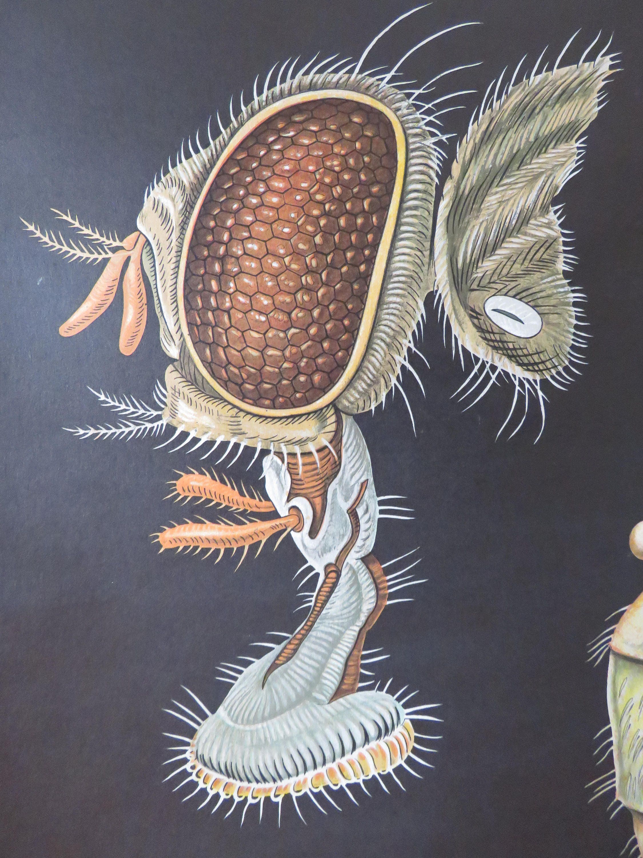 Vintage school chart of HOUSE FLY by Jung Koch & Quentell roll | Etsy