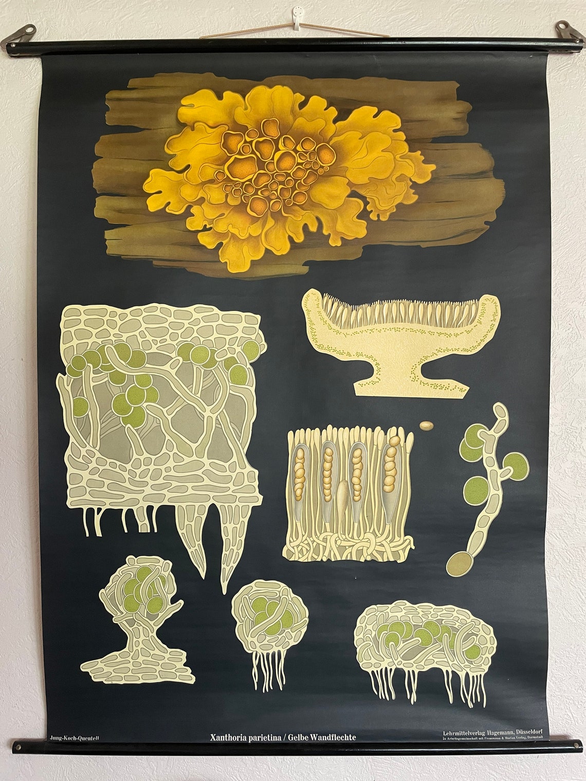 Vintage LICHEN School Chart Jung Koch Quentell Wall Chart - Etsy