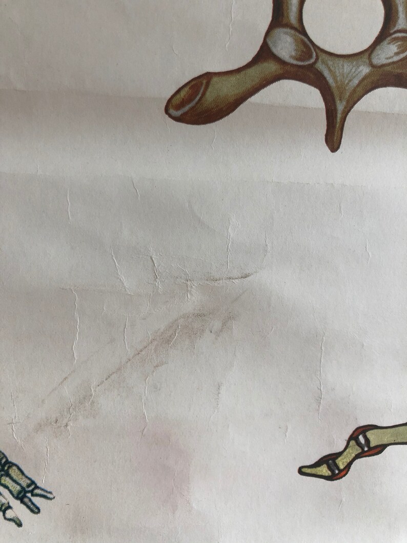 Vintage SKELETON & SKULL School Chart 1970's Roll Down Educational ...