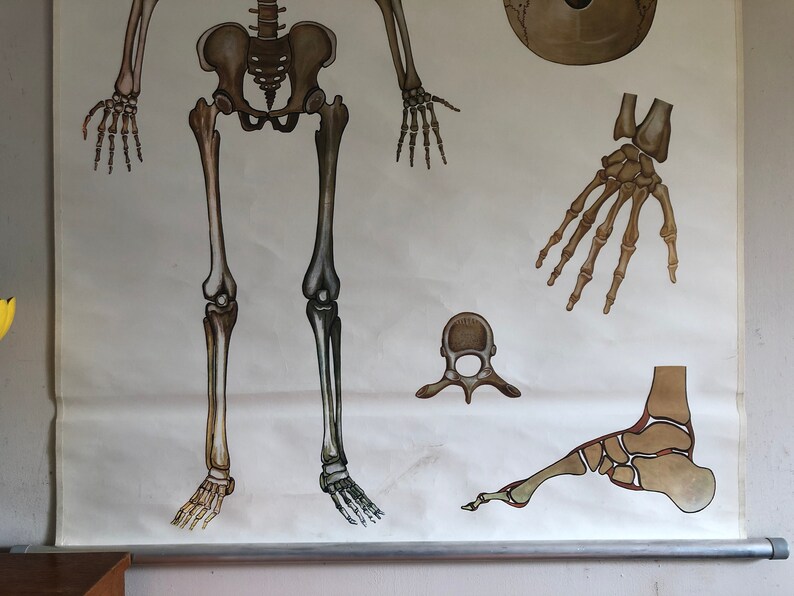 Vintage SKELETON & SKULL School Chart 1970's Roll Down Educational ...