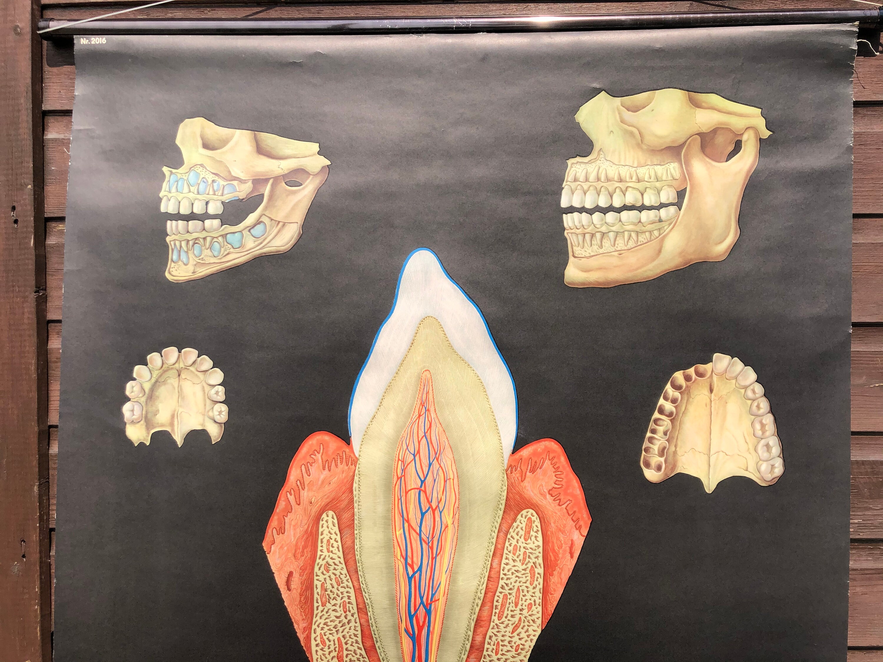 Vintage TEETH School Wall Chart Educational Medical Dental School - Etsy